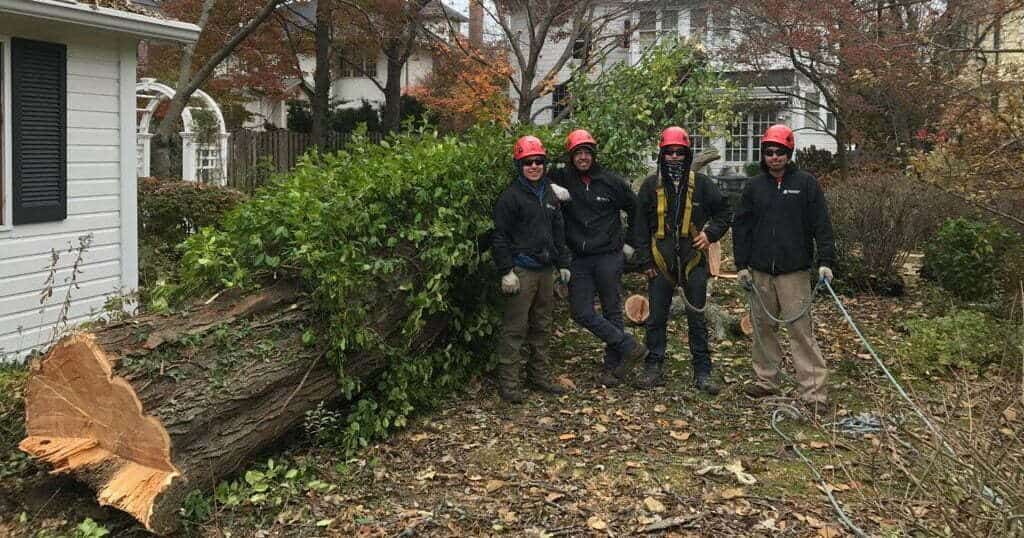 About Progressive Tree Service Chicago & Evanston