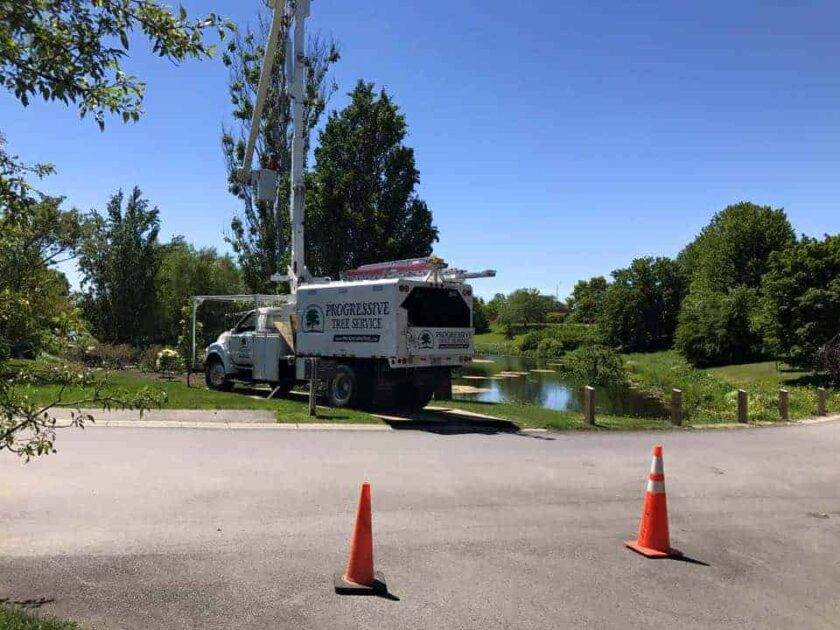 Two-Lined Chestnut Borer Beetle
