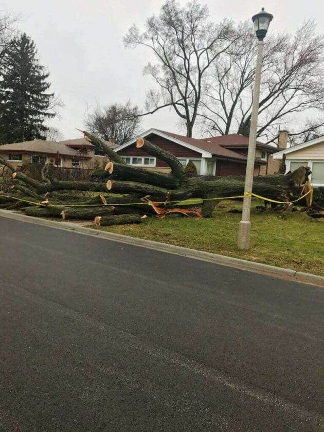 Affordable Tree Removal Service By Local Tree Experts