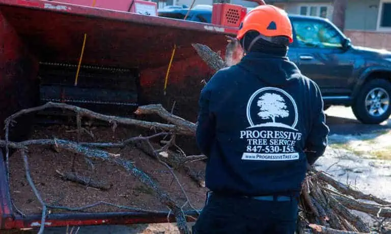 Arborist Tree Service in Braeside: Emergency, Removal, Trimming