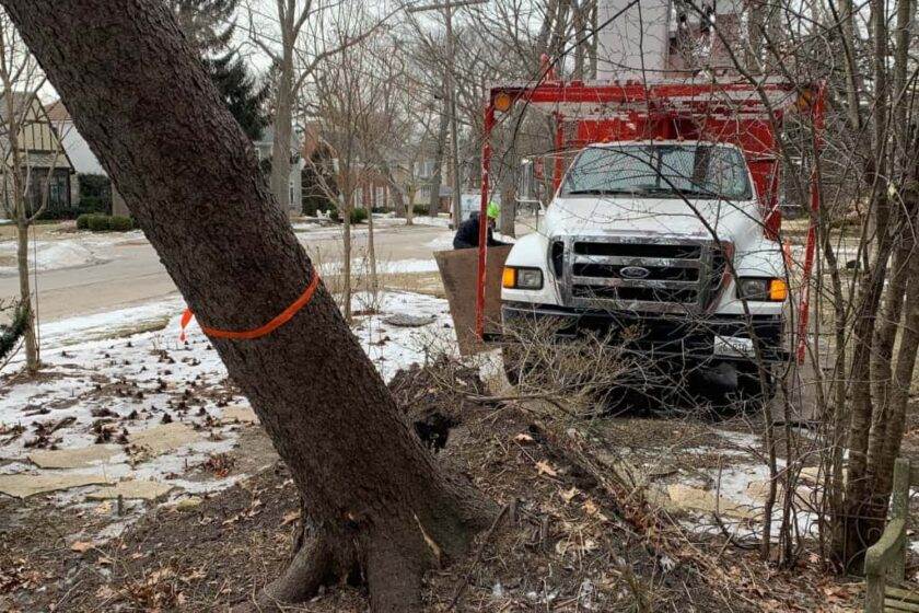 Affordable Tree Removal Service By Local Tree Experts