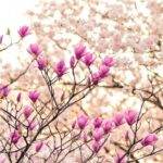 Magnolia Scale | Rid Your Magnolia Tree Of Scale Insects