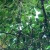 Effective Magnolia Scale Treatment and Control