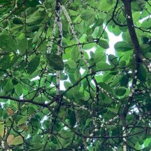 Effective Magnolia Scale Treatment and Control