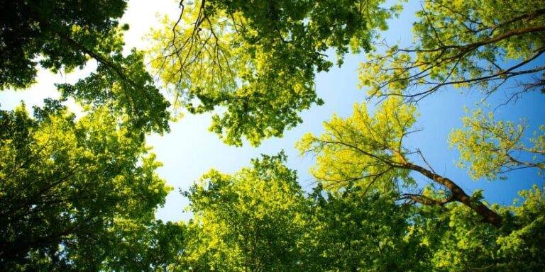 Spring Tree Care - Tree Service Near Evanston & Chicago | Progressive ...