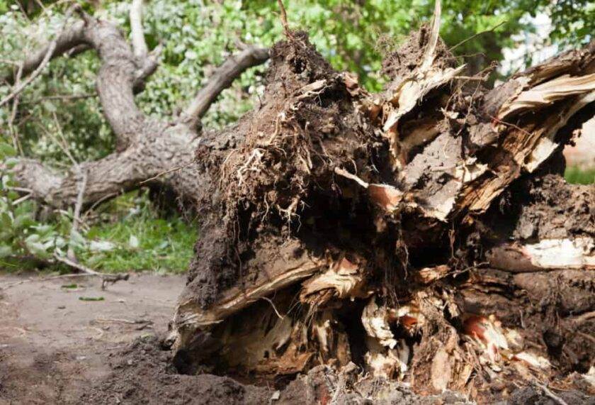 9 Essential Tips for Emergency Storm-Damaged Tree Cleanup