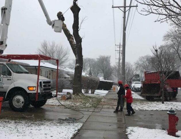 Effective Magnolia Scale Treatment and Control