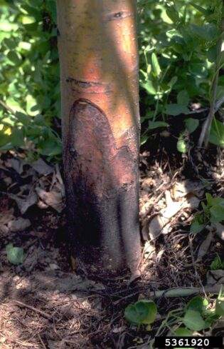 Phytophthora Root Rot in Trees: Prevention & Treatment