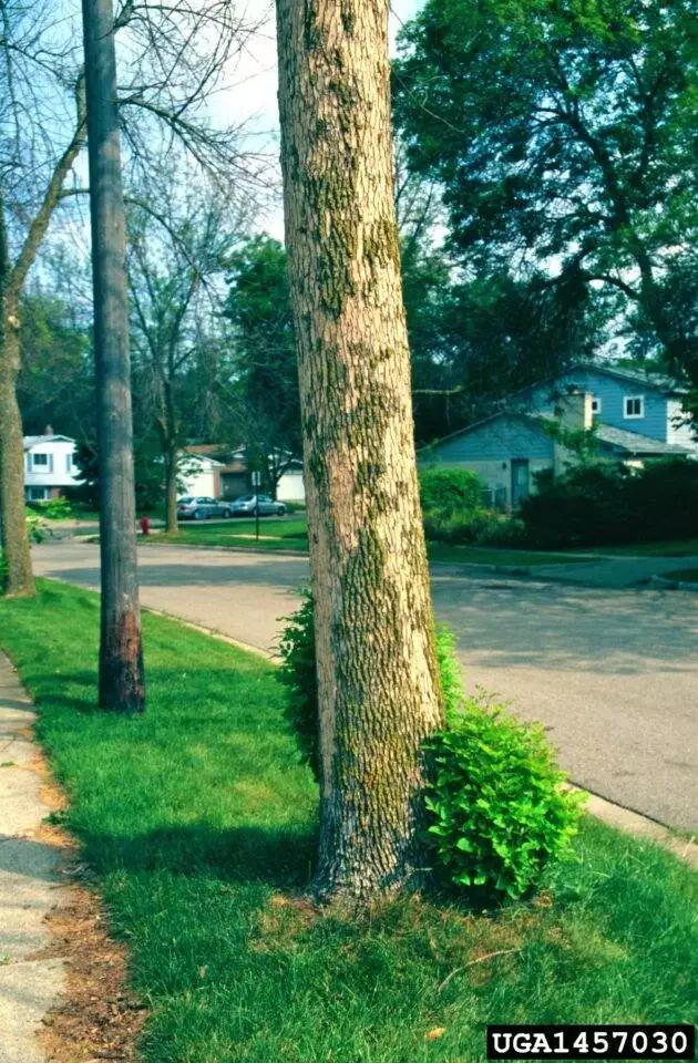 Tree Diseases - Tree Service Near Evanston & Chicago | Progressive Tree Service