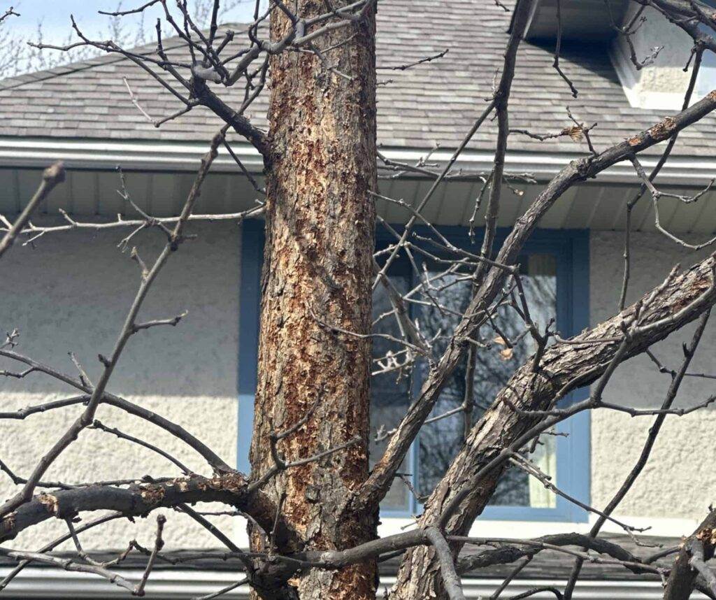 Gall Wasp Oak Tree Bark Damage in Chicago