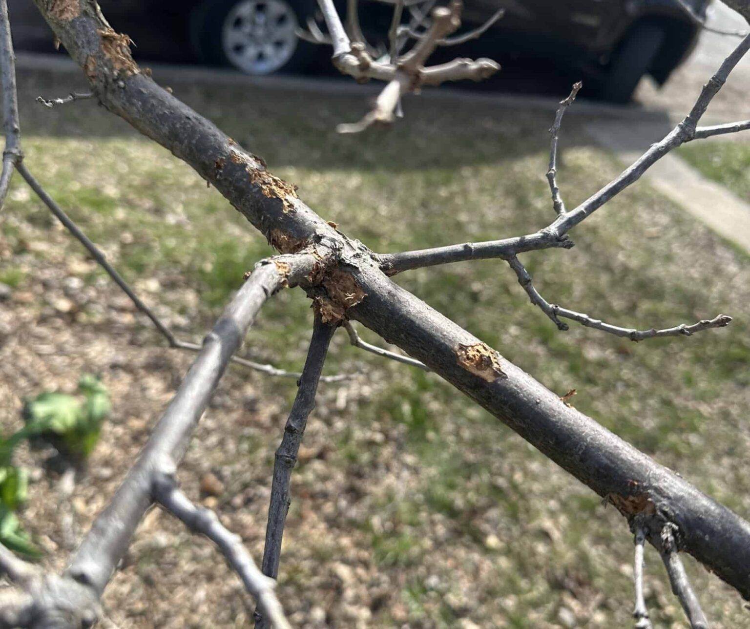 Gall Wasp Oak Tree Bark Damage in Chicago