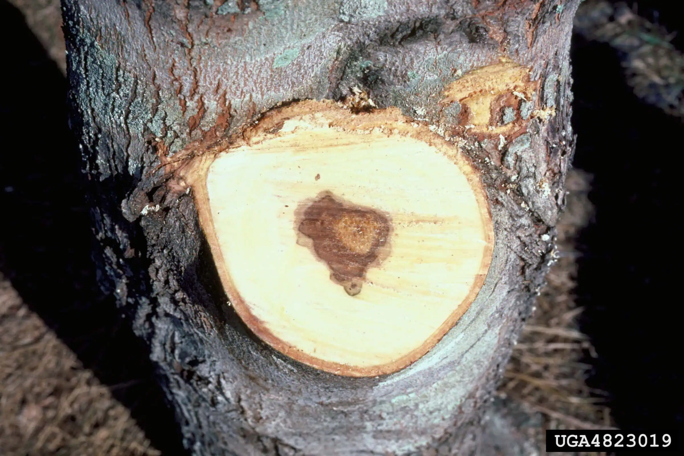 Wood Decay in Chicago's Urban Forest: Understanding, Managing, and ...