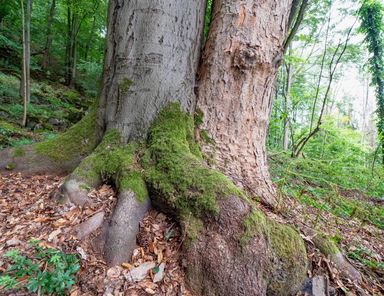 How Long Does It Take for a Tree Stump to Decay Naturally? - Tree ...